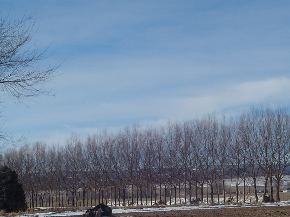 Olathe, CO : row of trees photo, picture, image (Colorado) at city-data.com