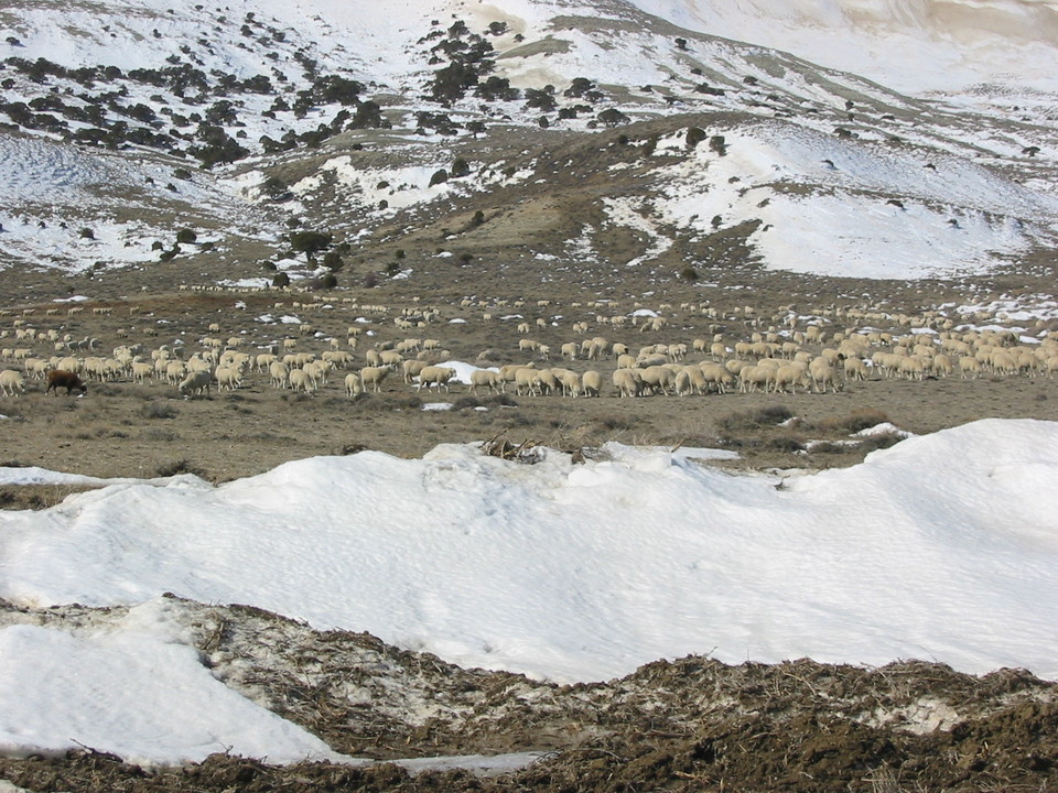 North Rock Springs, WY : Sheep Grazing photo, picture, image (Wyoming ...