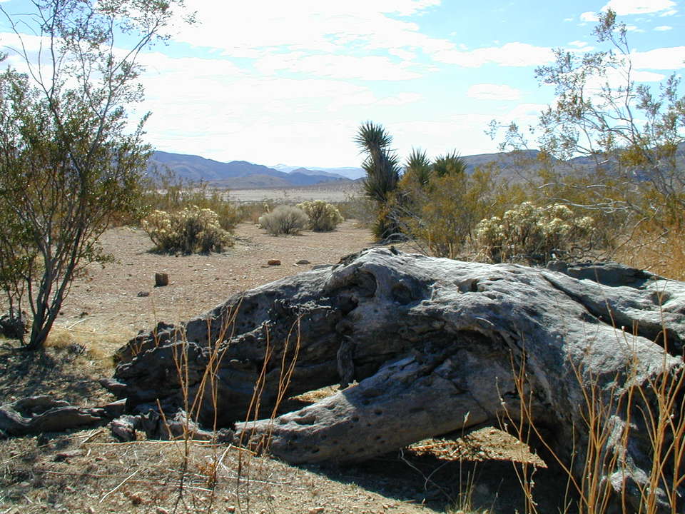 Apple Valley, CA : Dead Joshua Tree photo, picture, image (California ...