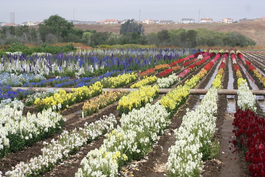 Lompoc, CA : Lompoc flower field photo, picture, image (California) at ...
