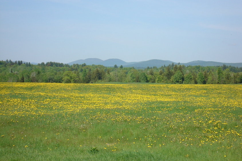 Madison, ME : Dadelions In A field Off River Road, Madison, ME, Looking ...
