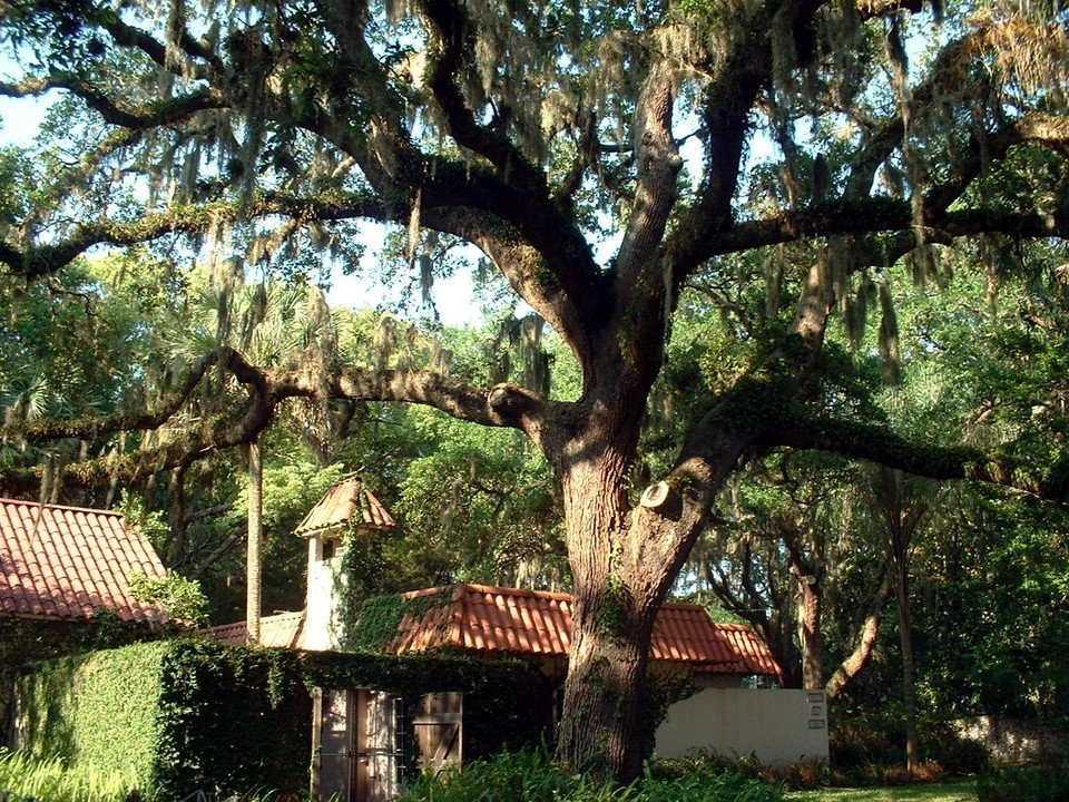St. Augustine, FL : House & trees on a side street of St. Augustine ...