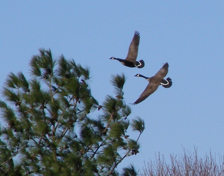 Belhaven, NC : Geese on the Pungo photo, picture, image (North Carolina ...