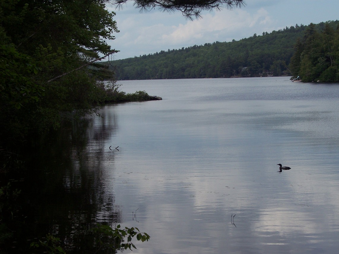 Greenwood, ME : Loon on Twitchell Pond photo, picture, image (Maine) at ...