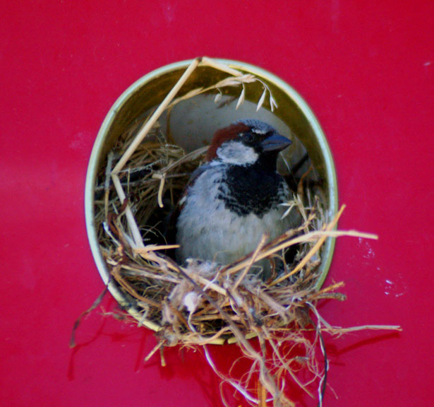 Columbia, MO : Bird In Waddell & Reed Sign photo, picture, image ...