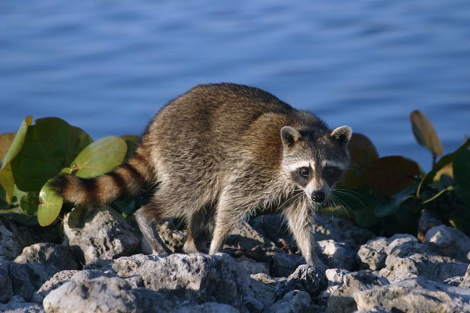 Sanibel, FL : Racoon wanders along the water in Ding Darling nature ...