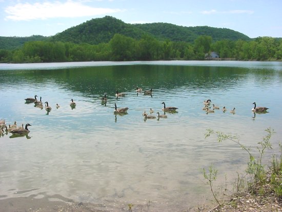 Goodview, MN : geese on Lake Goodview photo, picture, image (Minnesota ...