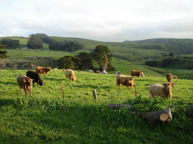 Tomales, CA : Cows in a field in Tomales photo, picture, image ...