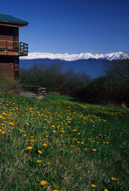Kachemak, AK : Dandelions add summer color to this view of Kachemak Bay ...