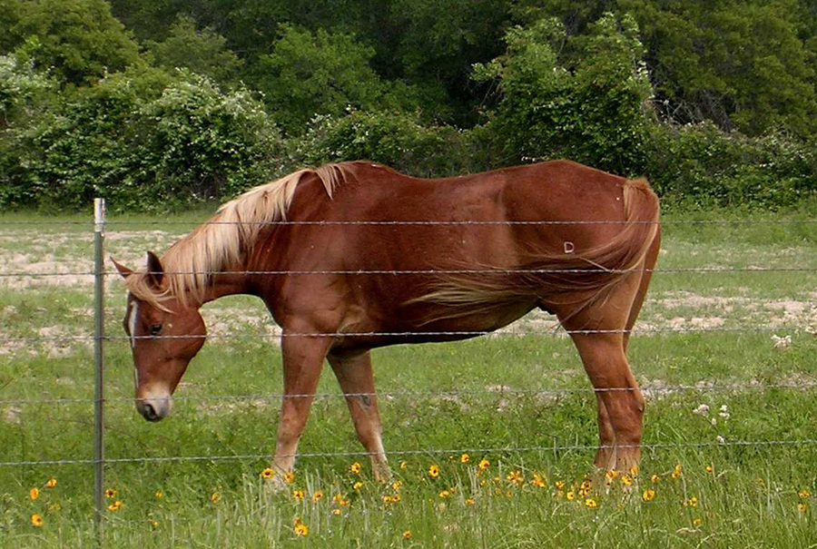 Jewett, TX : Horse in the Jewett Countryside photo, picture, image ...