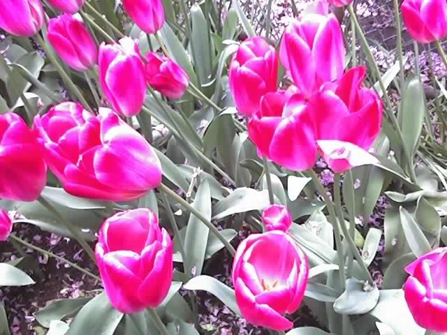 Sumner, WA : Last days at Van Lierop Bulb Farm photo, picture, image ...