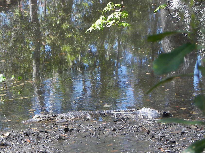 Marrero, LA : Jean Lafitte Park, Marrero, Louisiana photo, picture ...