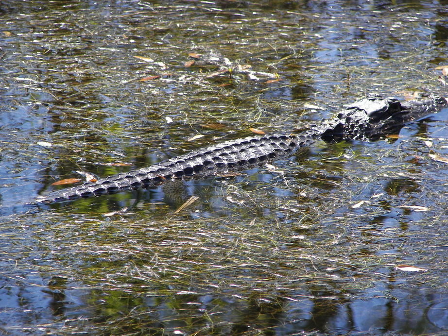 Marrero, LA : Jean Lafitte Park, Marrero, Louisiana photo, picture ...