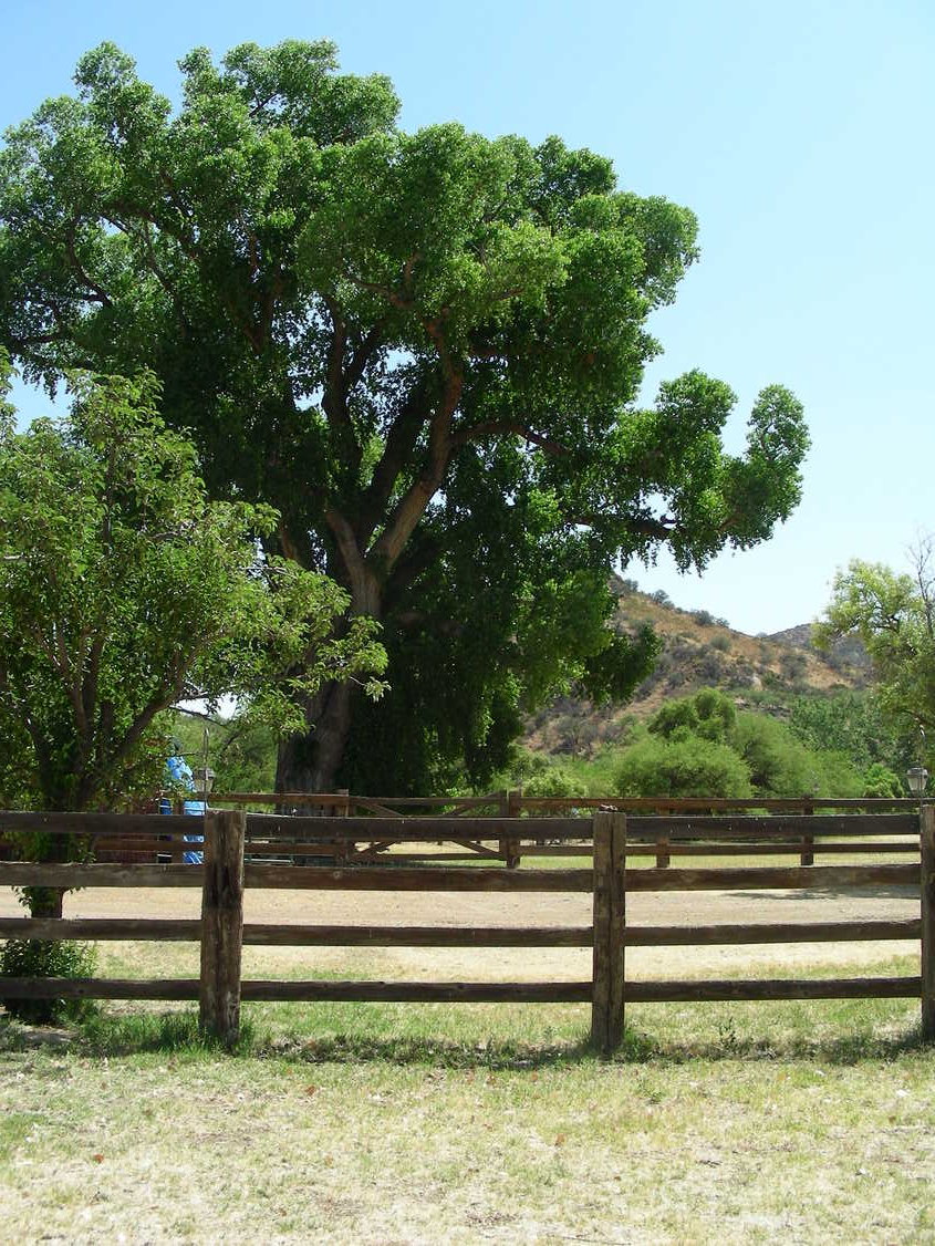 Patagonia, AZ : A "Spirit" Tree photo, picture, image (Arizona) at city ...