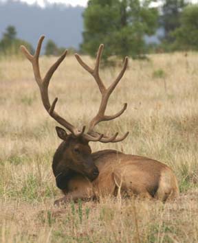 Parks, AZ : Bull elk photo, picture, image (Arizona) at city-data.com
