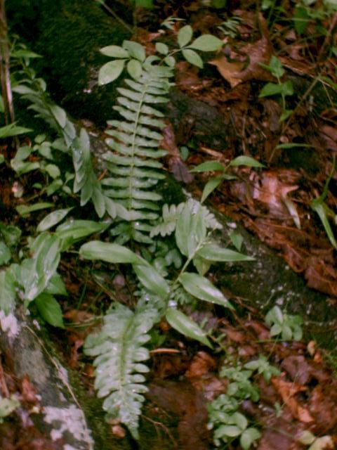 Lawrenceburg, TN : Fern in the David Crockett Park photo, picture ...