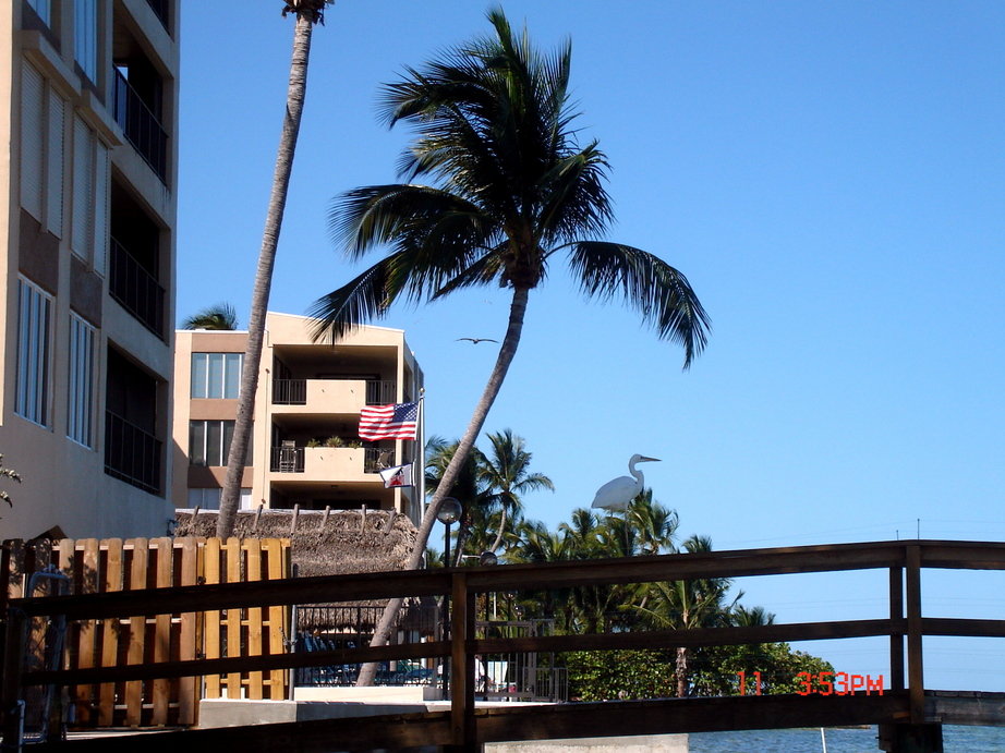 Key Largo, FL : sea bird and palm tree photo, picture, image (Florida ...