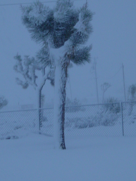 Yucca Valley, CA : A Joshua Tree, in Yucca Valley, with SNOW! photo ...