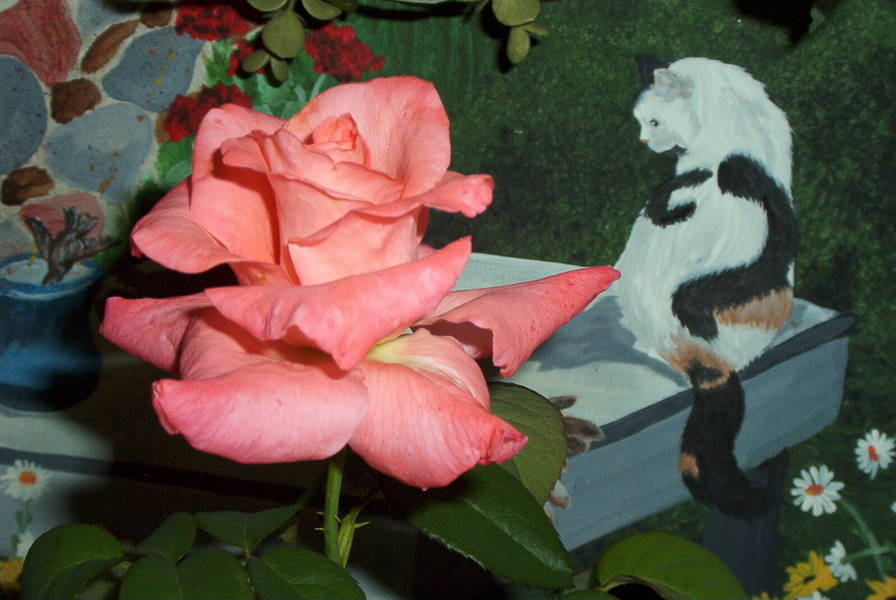 Moweaqua, IL : Rose on Elm photo, picture, image (Illinois) at city ...
