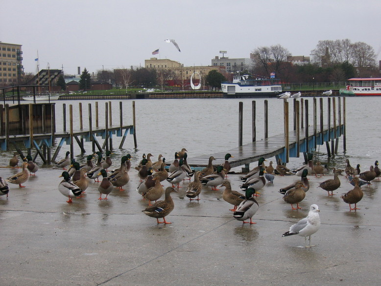 Bay City, MI : Seagulls & Ducks - Vet's Park photo, picture, image ...