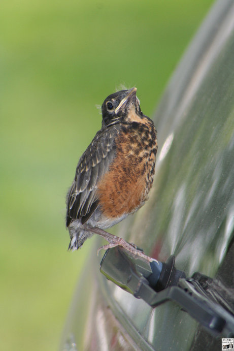 Taylorsville, IN : Randall M. Rueff's "Bird on the Van" photo, picture ...