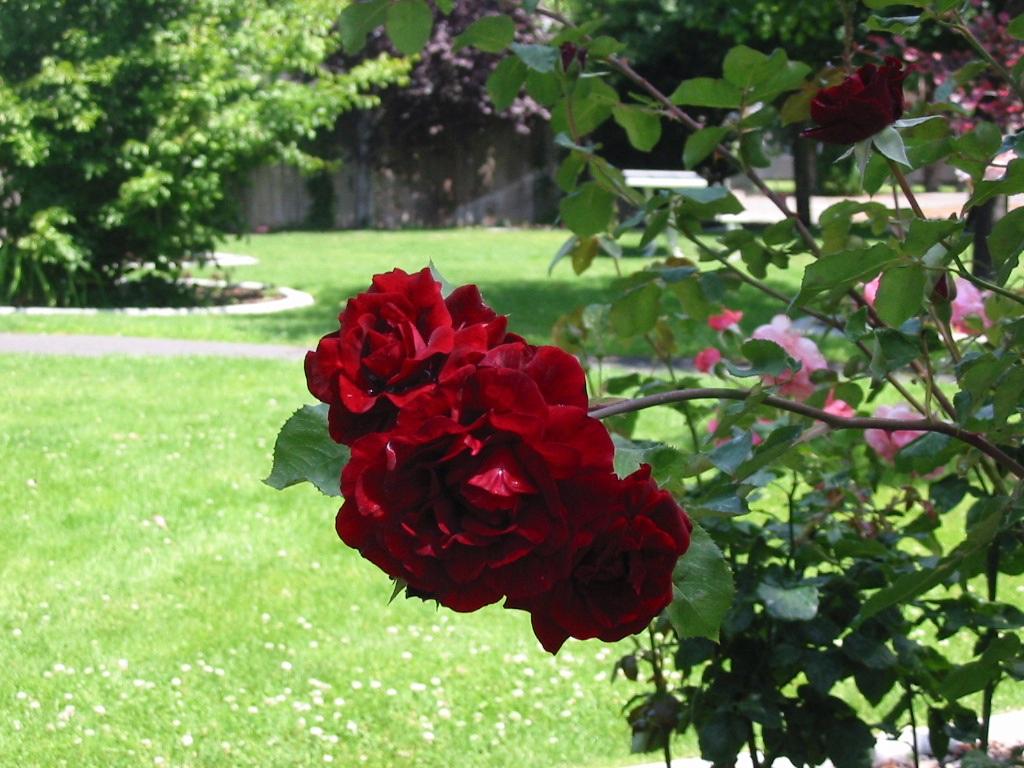 Echo, OR : Rose in the George Park photo, picture, image (Oregon) at ...