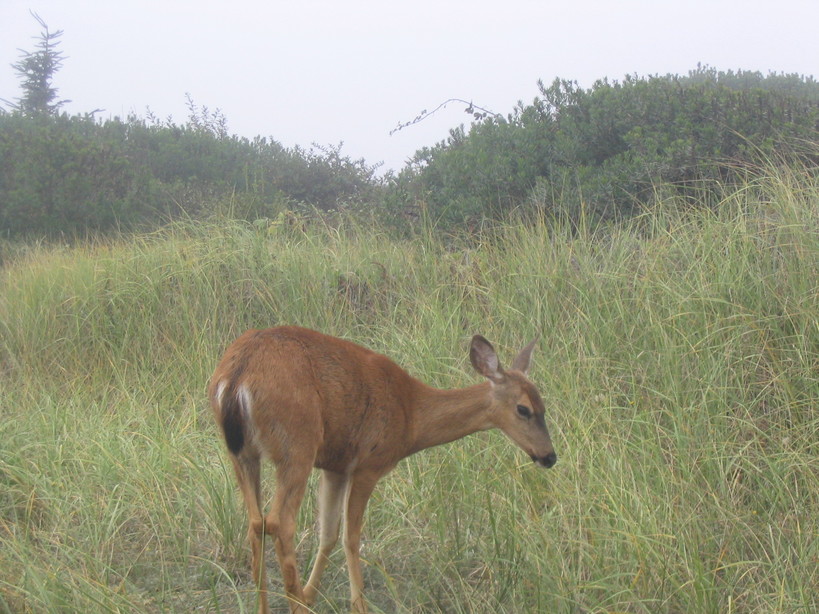 Ocean Shores, WA : DEER ON THE BEACH AT OCEAN SHORES, WA. photo ...