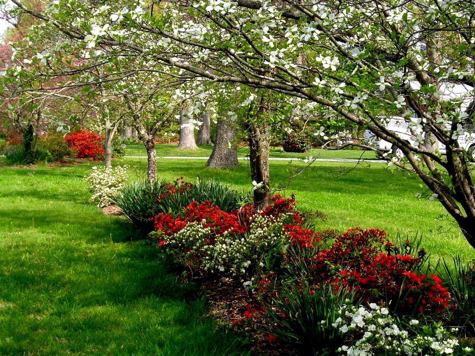Mebane, NC : Spring on Residential Street photo, picture, image (North ...