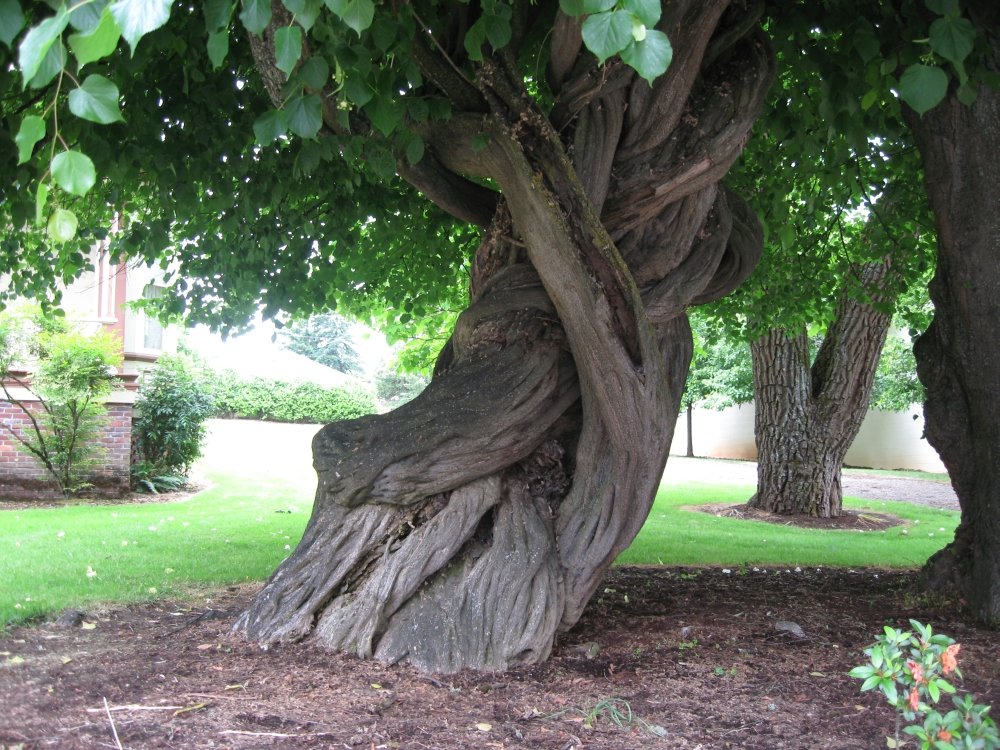 Brownsville, OR : Braided Tree, Brownsville, Oregon photo, picture ...