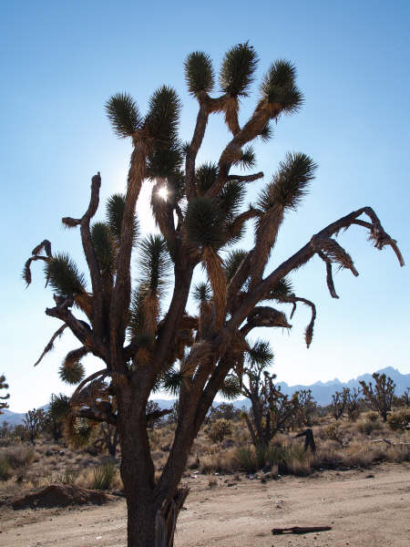 Dolan Springs, AZ : Dolan Springs Joshua Tree photo, picture, image ...