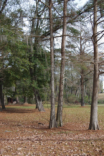 Albany, LA : woods photo, picture, image (Louisiana) at city-data.com