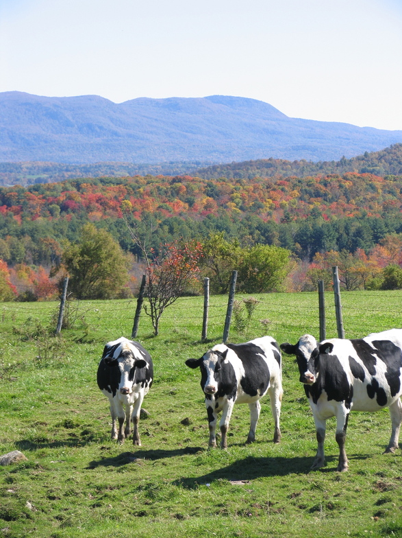 Whiting, VT : Peaceful landscape photo, picture, image (Vermont) at ...