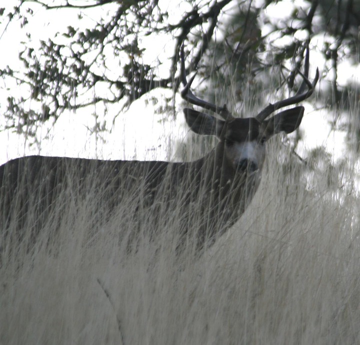 Tehachapi, CA : Stallion Spring Buck photo, picture, image (California ...