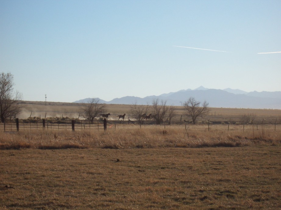 Lund, NV : Running Free in Lund photo, picture, image (Nevada) at city ...