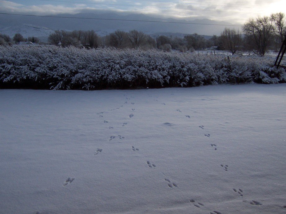 Lund, NV : First to Rise photo, picture, image (Nevada) at city-data.com