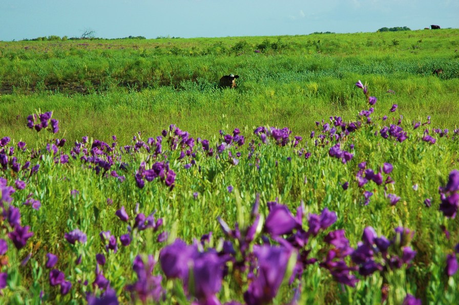 Burton, TX : Blue Bells photo, picture, image (Texas) at city-data.com