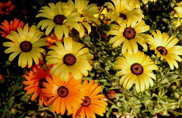 Green Valley, AZ : spring flowers in the desert photo, picture, image ...
