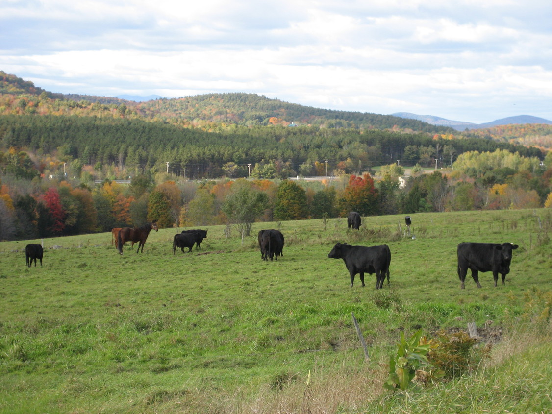 Avon, ME : Grazing photo, picture, image (Maine) at city-data.com