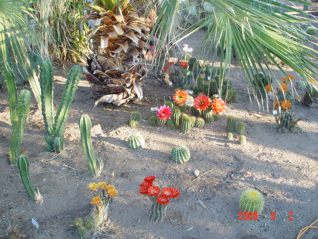 Palo Verde, CA : Diffenderfer Hybrid Cacti Palo Verde, CA. photo ...