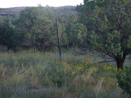 Timberon, NM : timberon photo, picture, image (New Mexico) at city-data.com