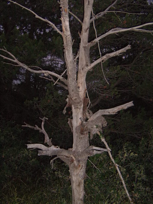 Timberon, NM : timberon photo, picture, image (New Mexico) at city-data.com