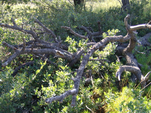 Timberon, NM : timberon photo, picture, image (New Mexico) at city-data.com