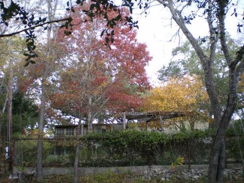 Grey Forest, TX : Fall In Grey Forest photo, picture, image (Texas) at ...