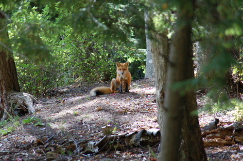 Harbor Springs, MI : Red Fox on Glenn Drive photo, picture, image ...