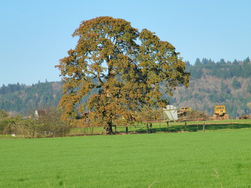 Jefferson, OR : Lone Oak photo, picture, image (Oregon) at city-data.com