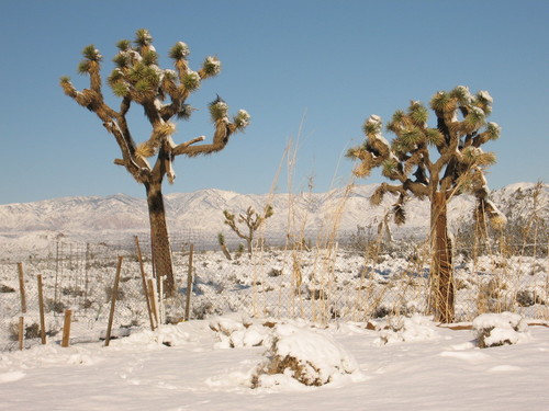 Mojave, CA : SNOW IN THE MOJAVE DESERT DEC 17TH,2008 photo, picture ...