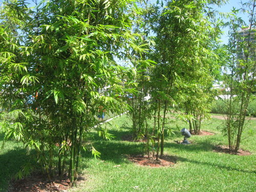 Hollywood, FL : Downtown Hollywood Art's Park Bamboo Trees photo ...