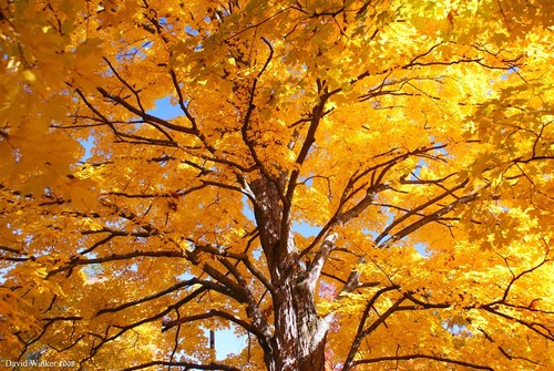 Ruma, IL : At the Adorer's of the Blood of Christ convent in Ruma ...