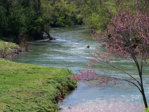 Anderson, MO : Spring Beauty photo, picture, image (Missouri) at city ...