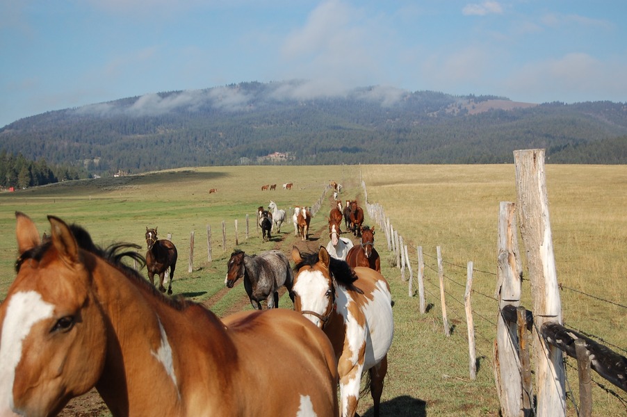 West Yellowstone, MT : Horses being wrangled on the Diamond P Ranch ...